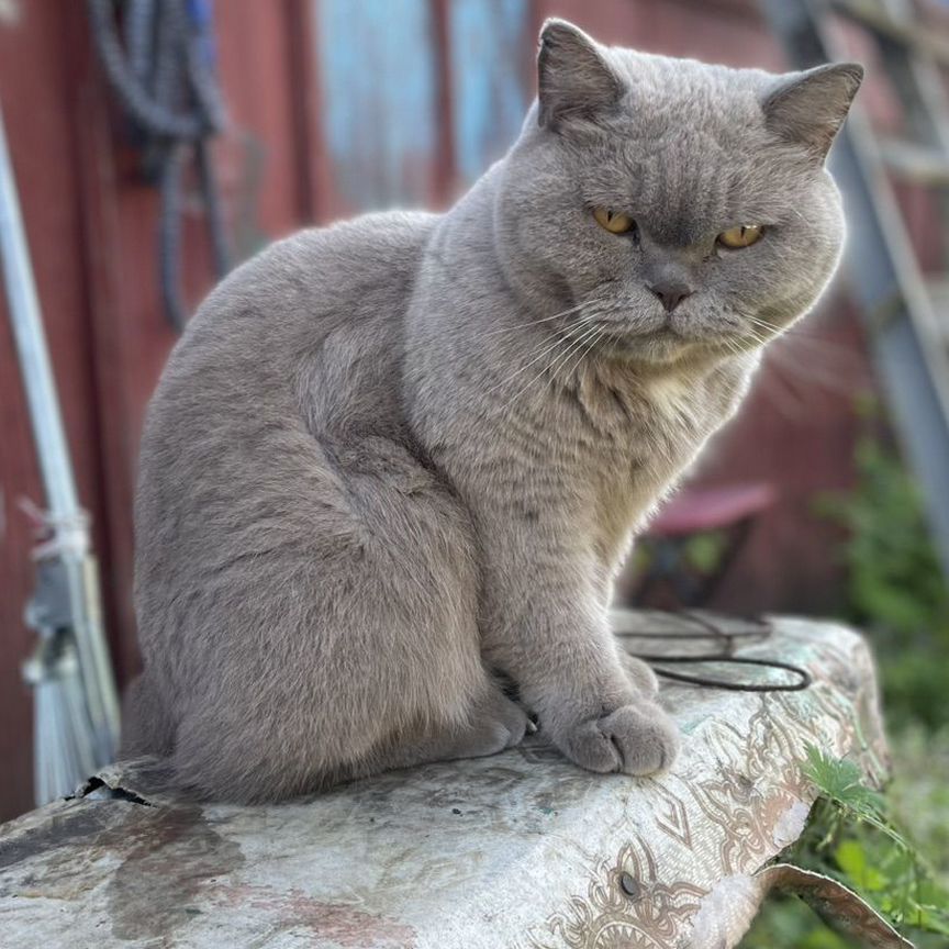 Британская кошка