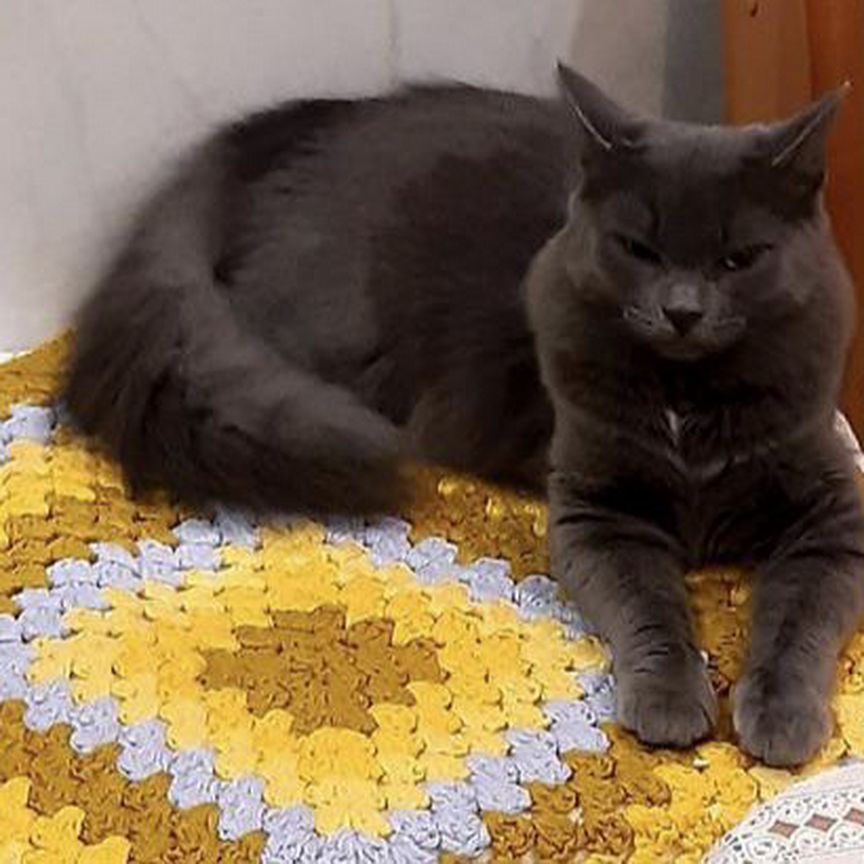 Отдам котиков