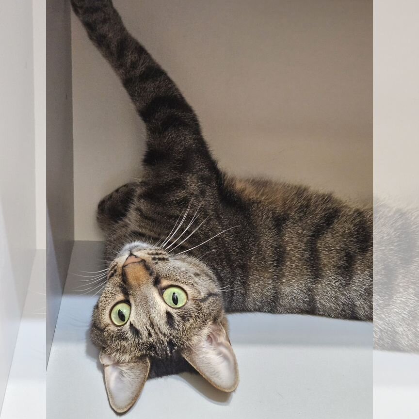 Взрослая, кошка в добрые руки