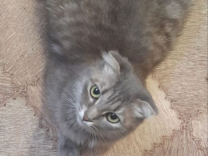 Кошка