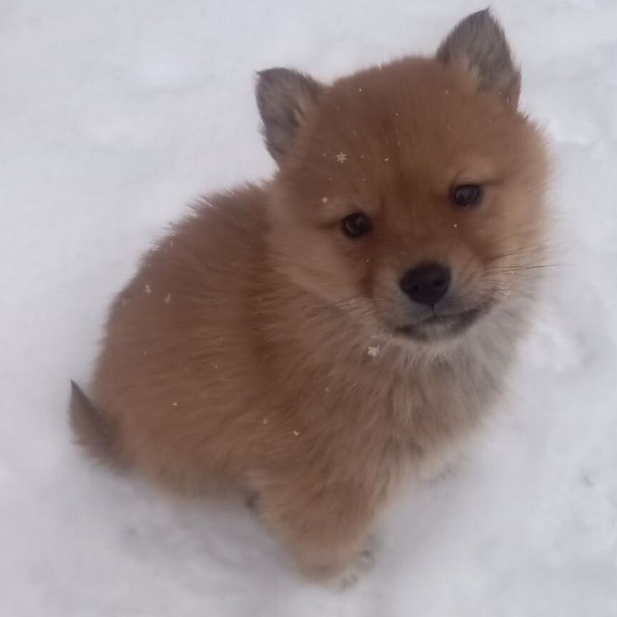 Корело финская лайка