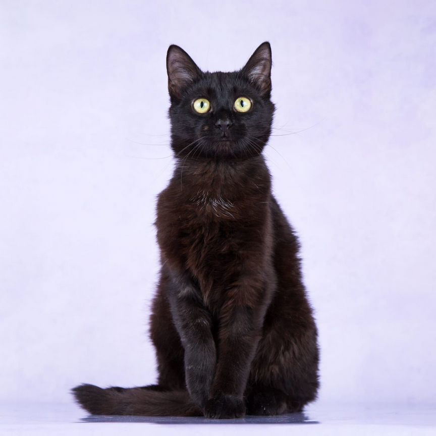 Котик очень классный