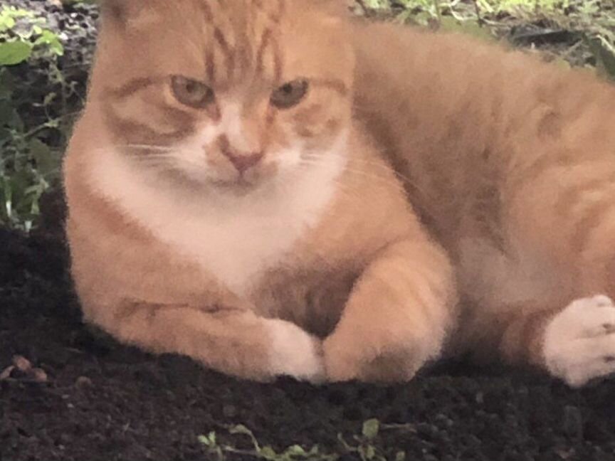 Кошка в дар