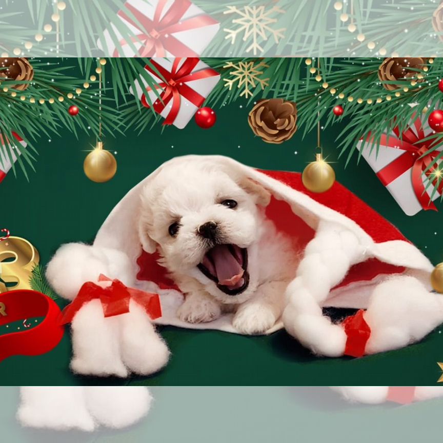 Бишон фризе, щенок