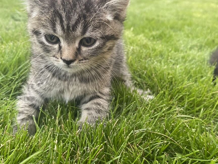 Котенок
