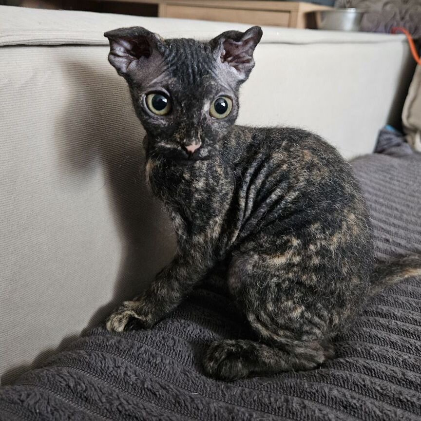 Канадский сфинкс котёнок