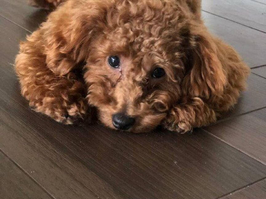 Той-пудель для вязки