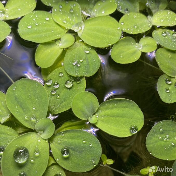 Пистия и мальки гуппи