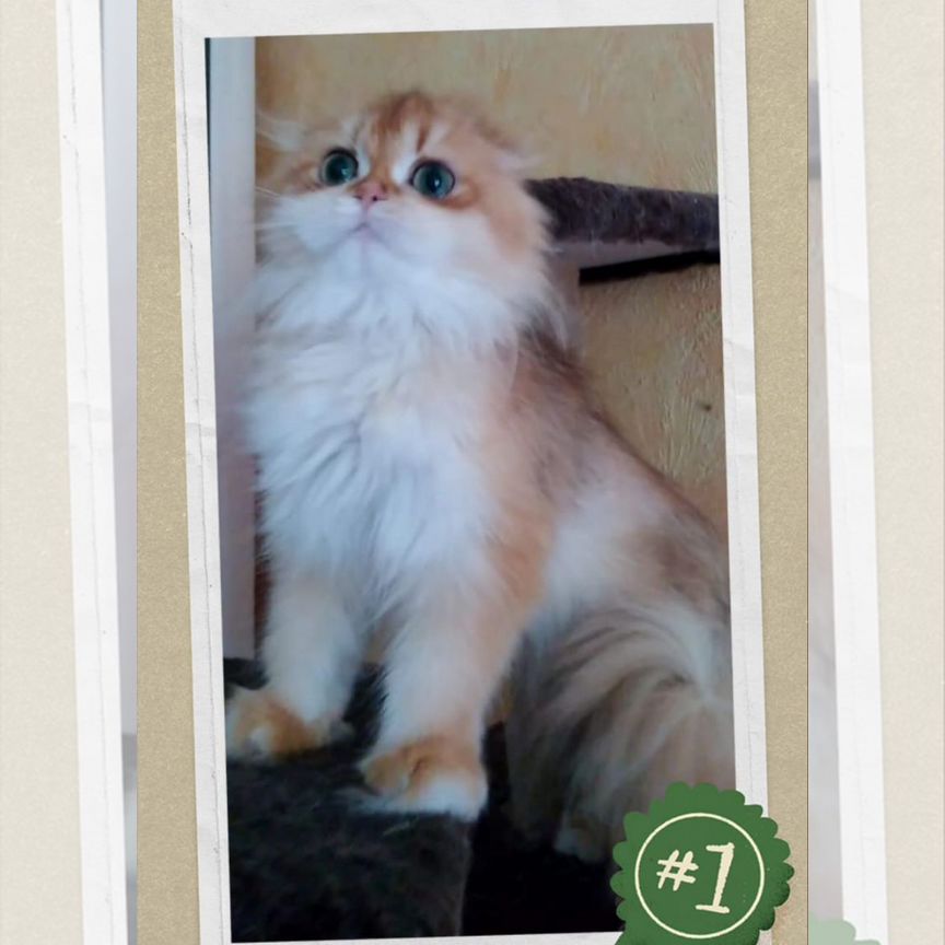Шотландская кошечка