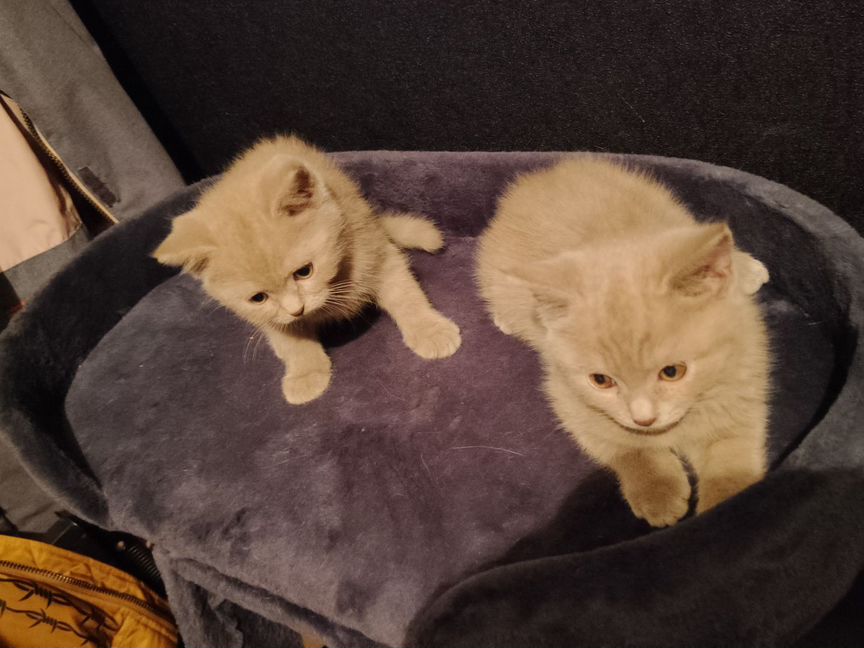 Котята смесь британца