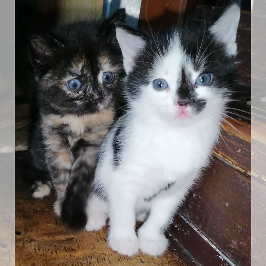 Сибирский котёнок