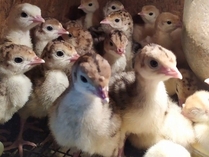 Индюк, индюшки и индюшата