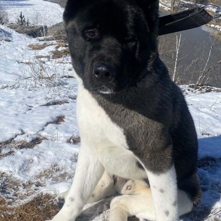 Отдам в надежные руки