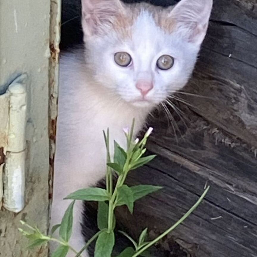Котенок трехцветный и рыже-белый