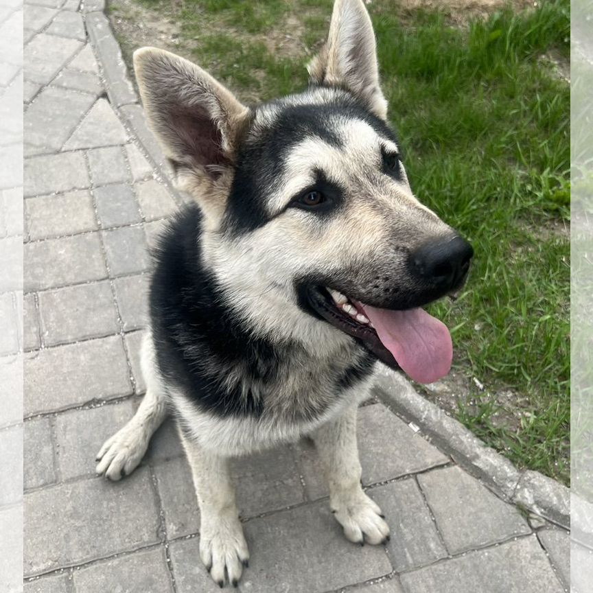 Овчарка