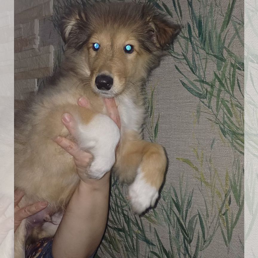 Шикарный колли