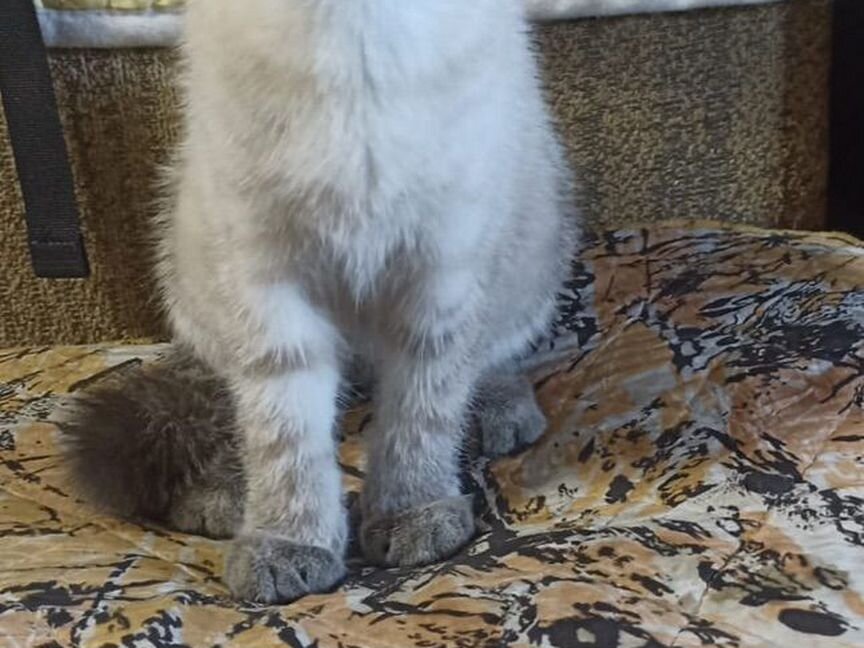 Котенок в дар