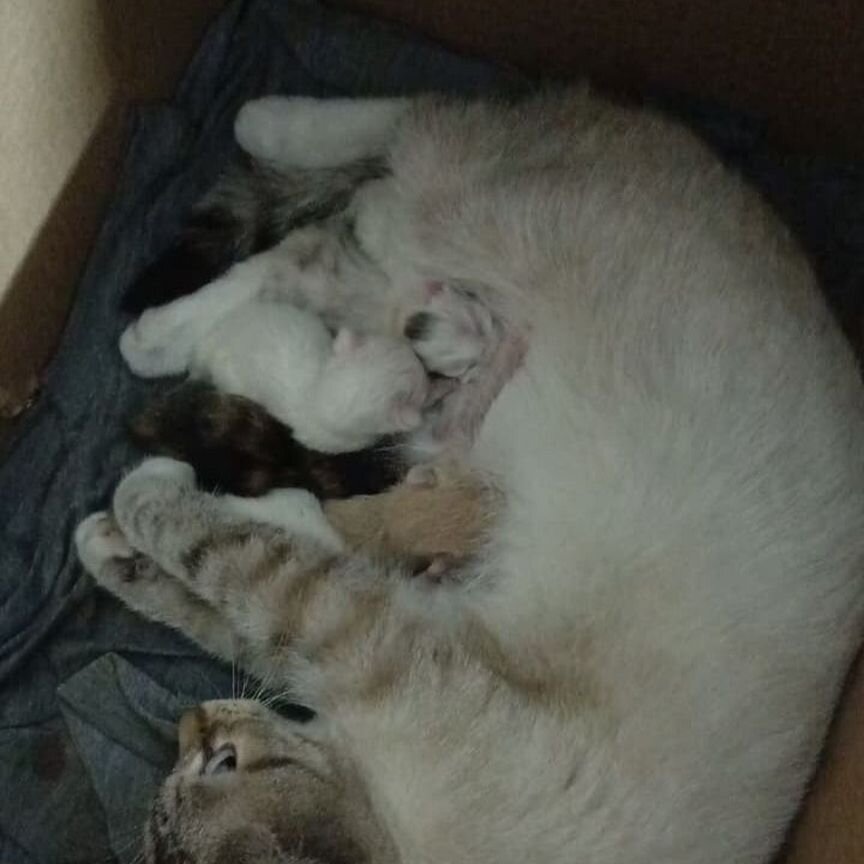 Отдам котят в добрые руки