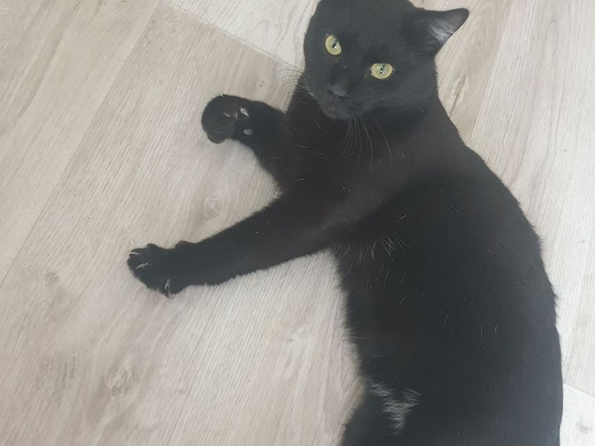 Кот в заботливые ручки