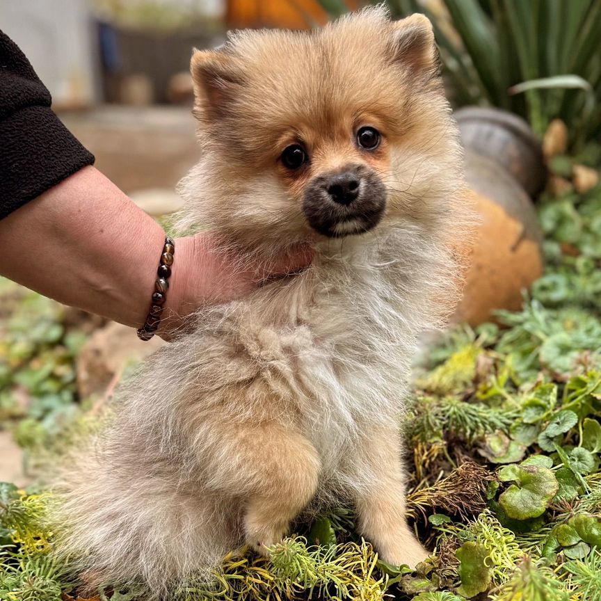 Малый немецкий шпиц мальчик