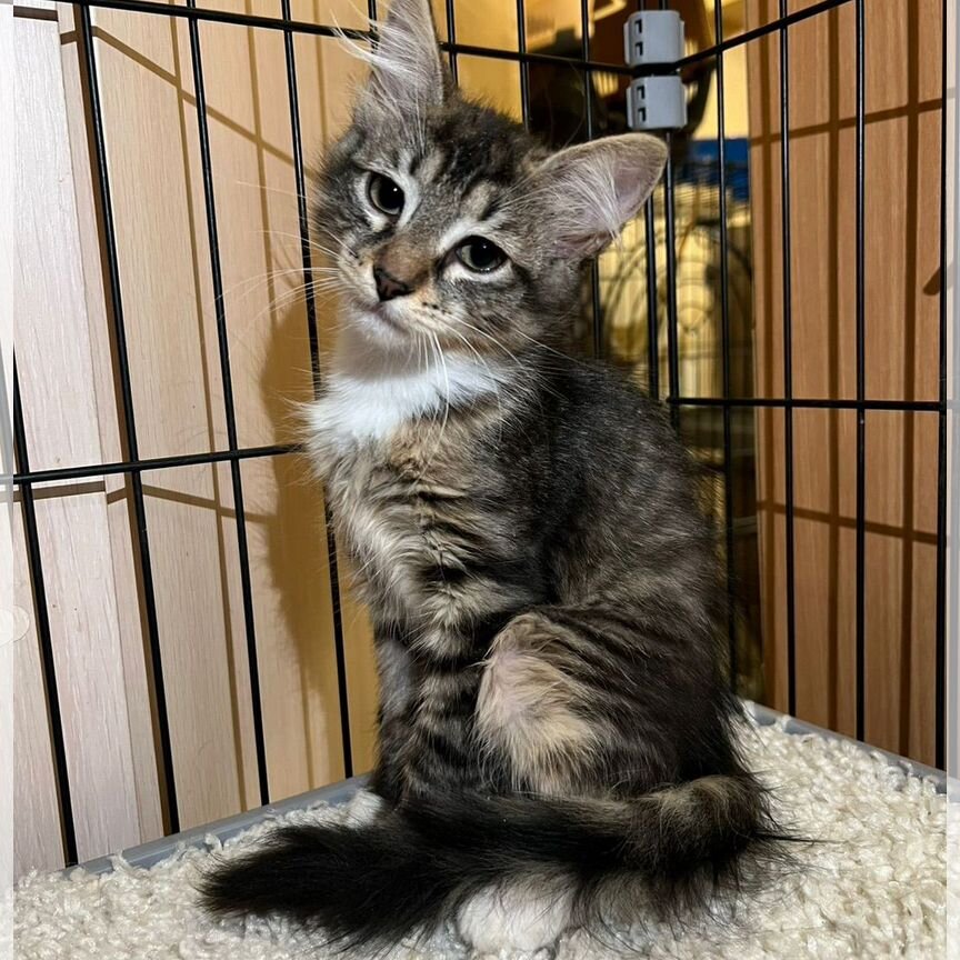 Котенок девочка 3 мес ищет дом