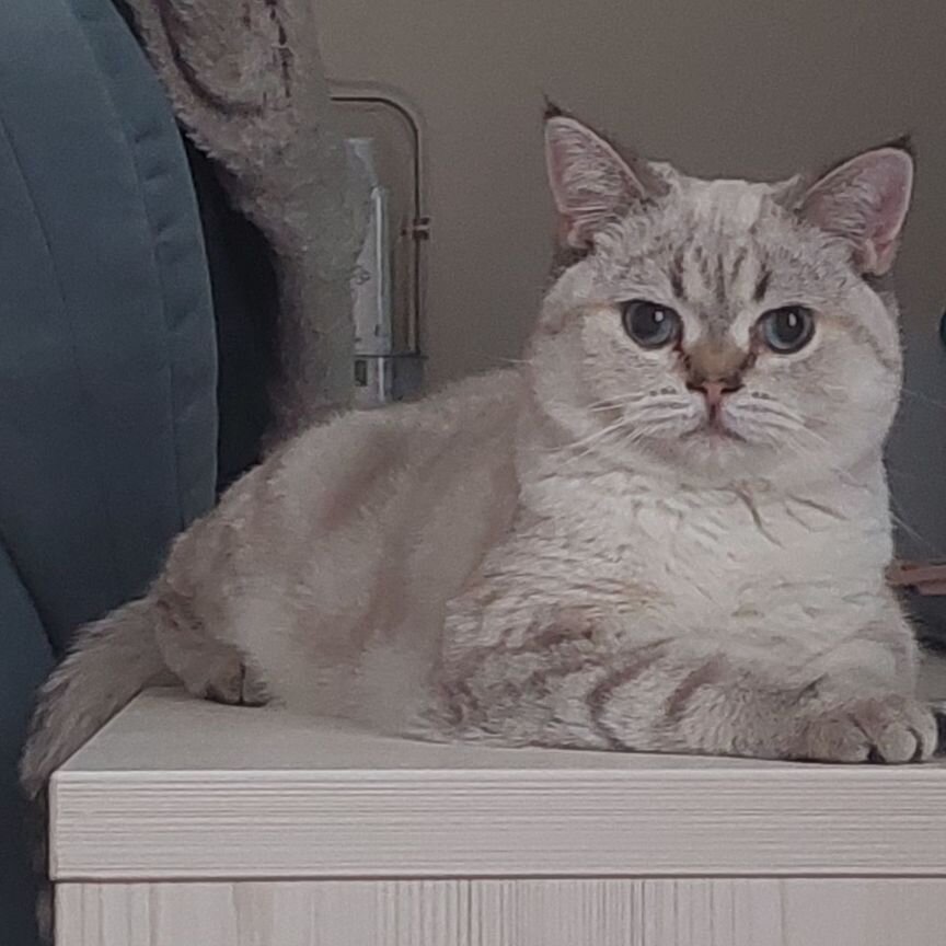 Шотландский прямоухий короткошёрстный котёнок