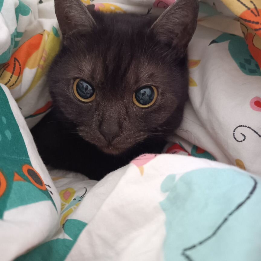 Котик Принц ищет дом