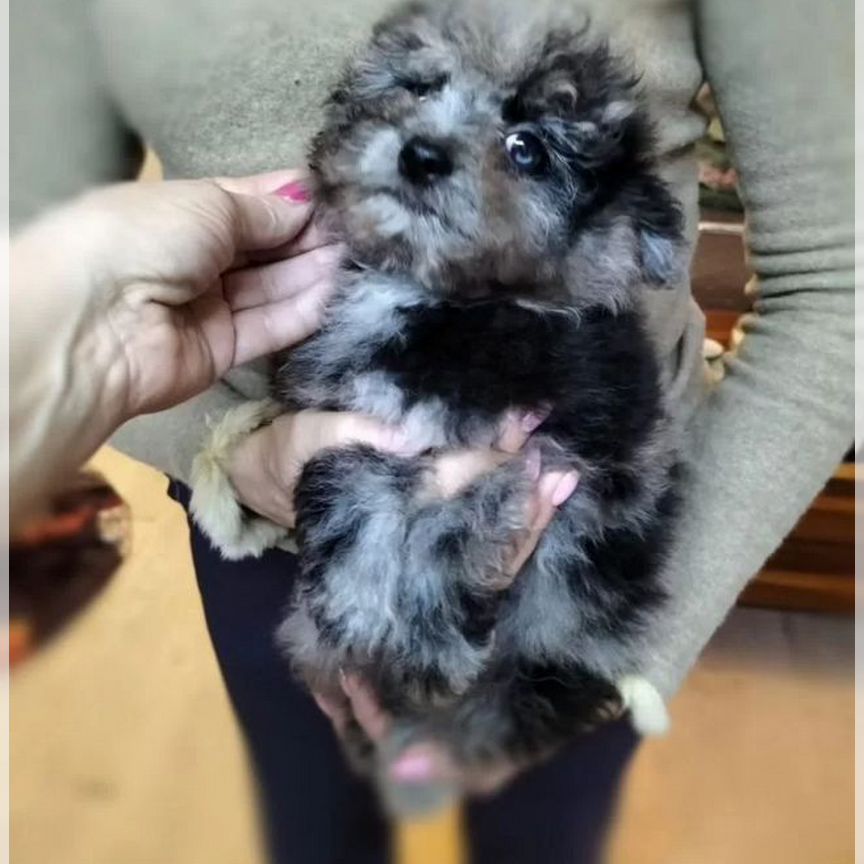 Мальтипу, щенок