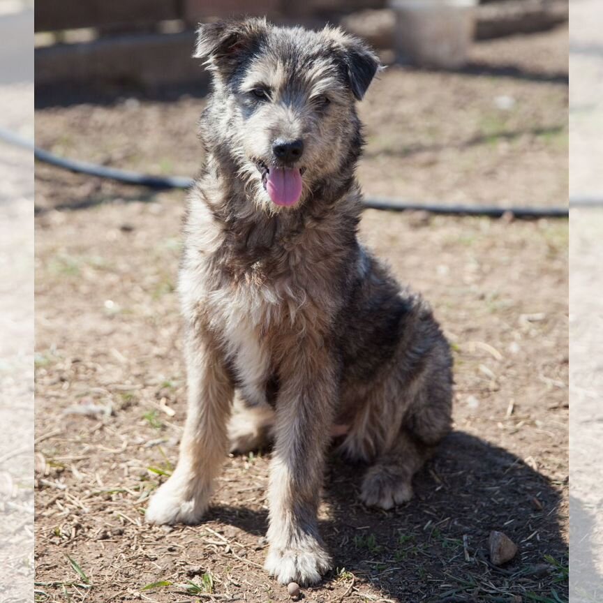 Розочка ждёт своего человека
