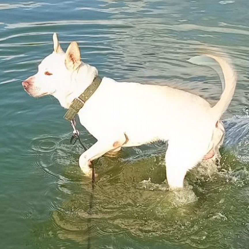 Стаффордширский бультерьер, взрослый пёс