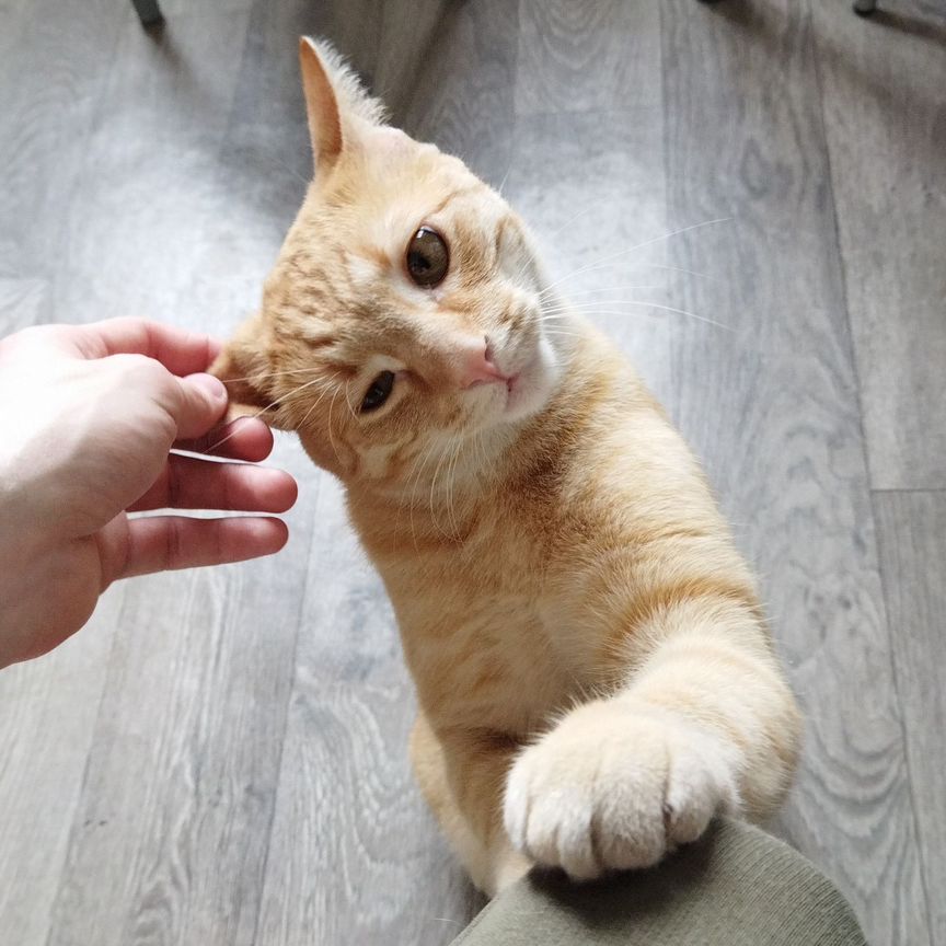 Рыжий кот в добрые руки