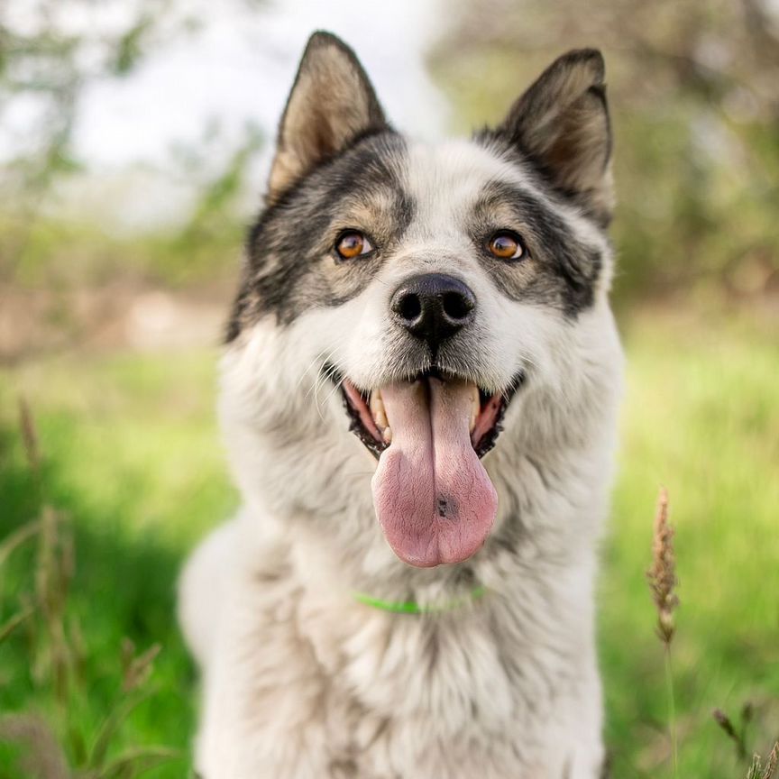 Альф ищет свою семью