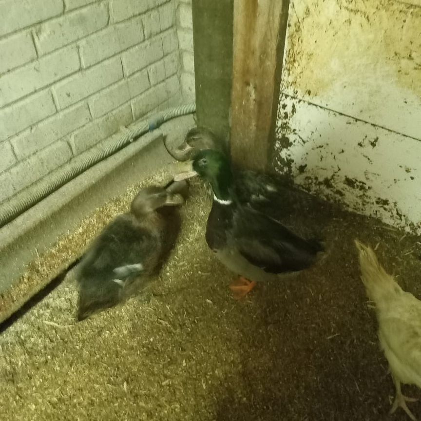 Подсадные утки