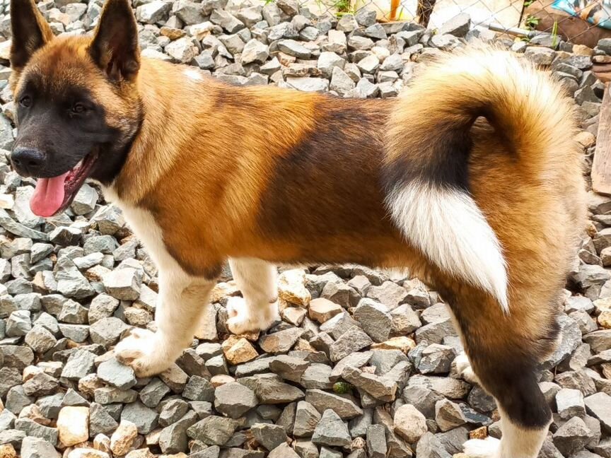 Щенки американской акиты