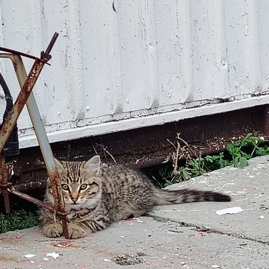Кошечка в добрые руки