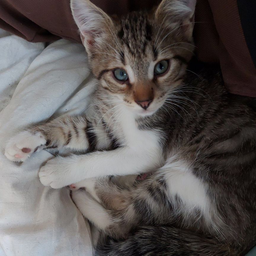 Котята домашние 2.5 мес