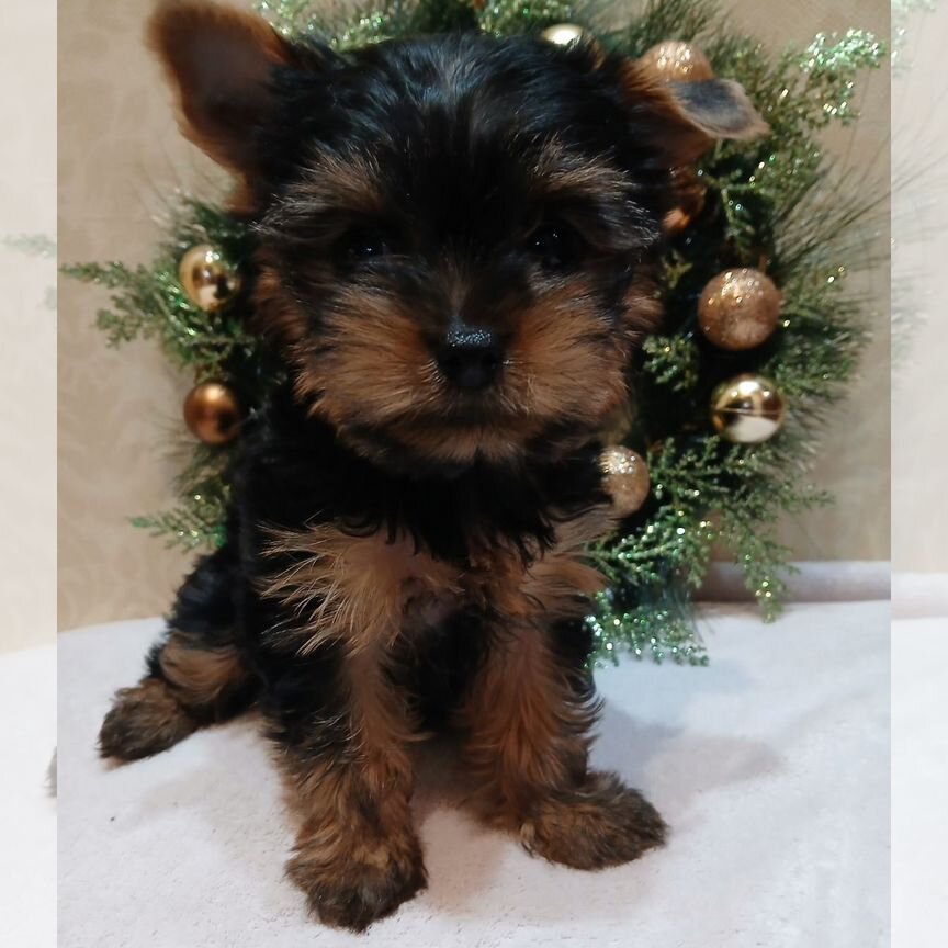 Йоркширский терьер, щенок