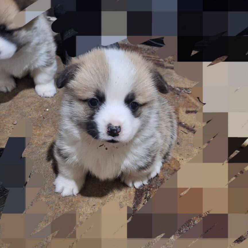 Щенки корги