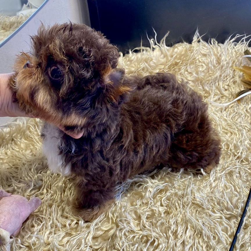 Йоркширский терьер, щенок