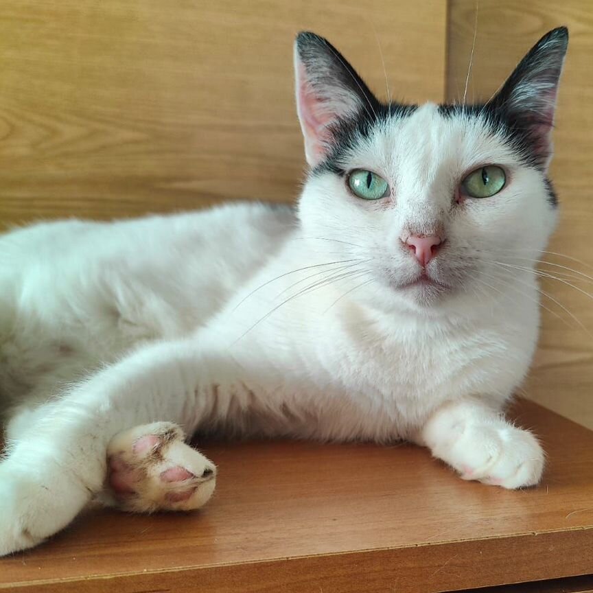 Взрослая, Девочка кошка в добрые руки