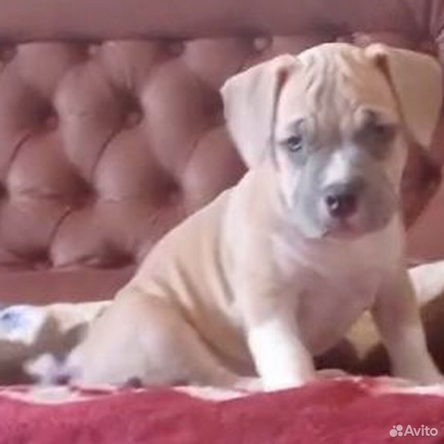 Американский булли