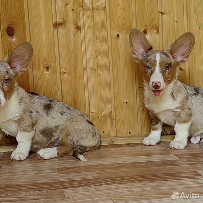 Шоколадно мраморные мальчики и девочка