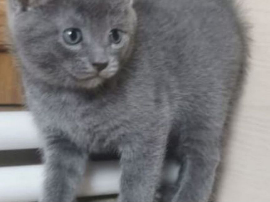 Британские котята