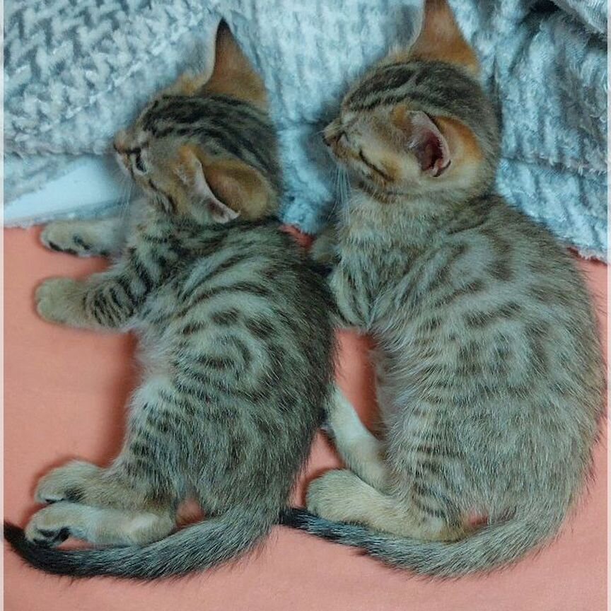 Бенгальские котята