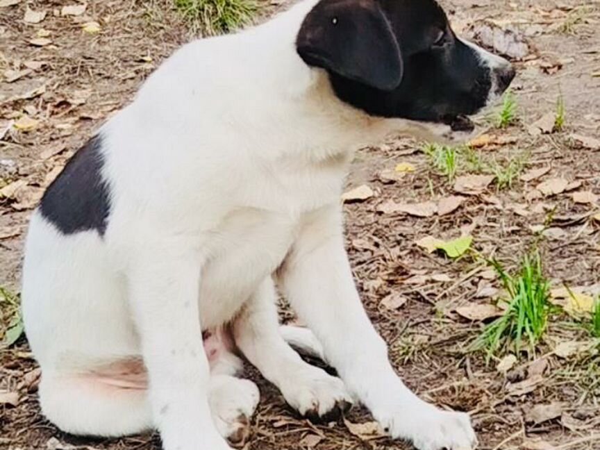 Бим ищет хозяина