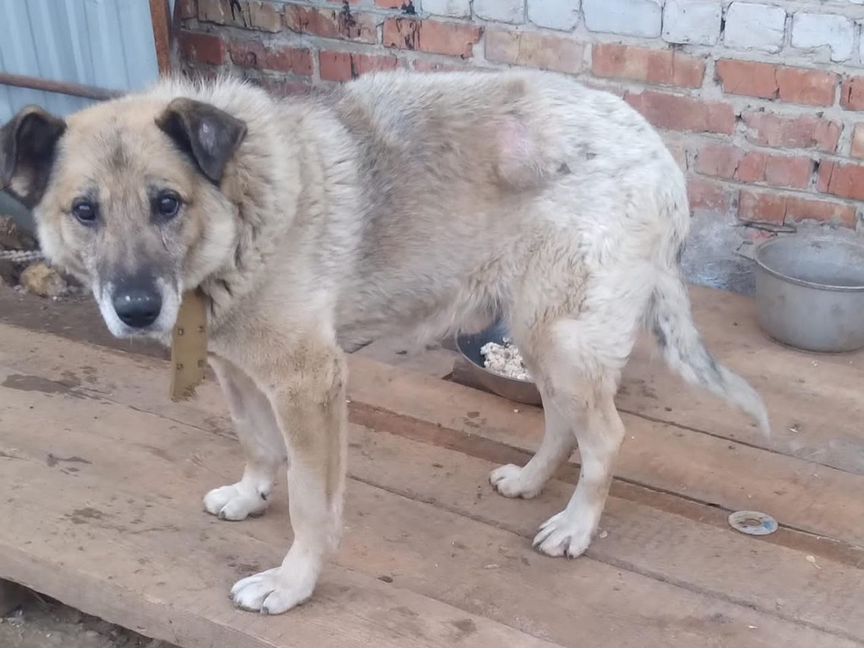 Собаки старички в хорошие руки бесплатно