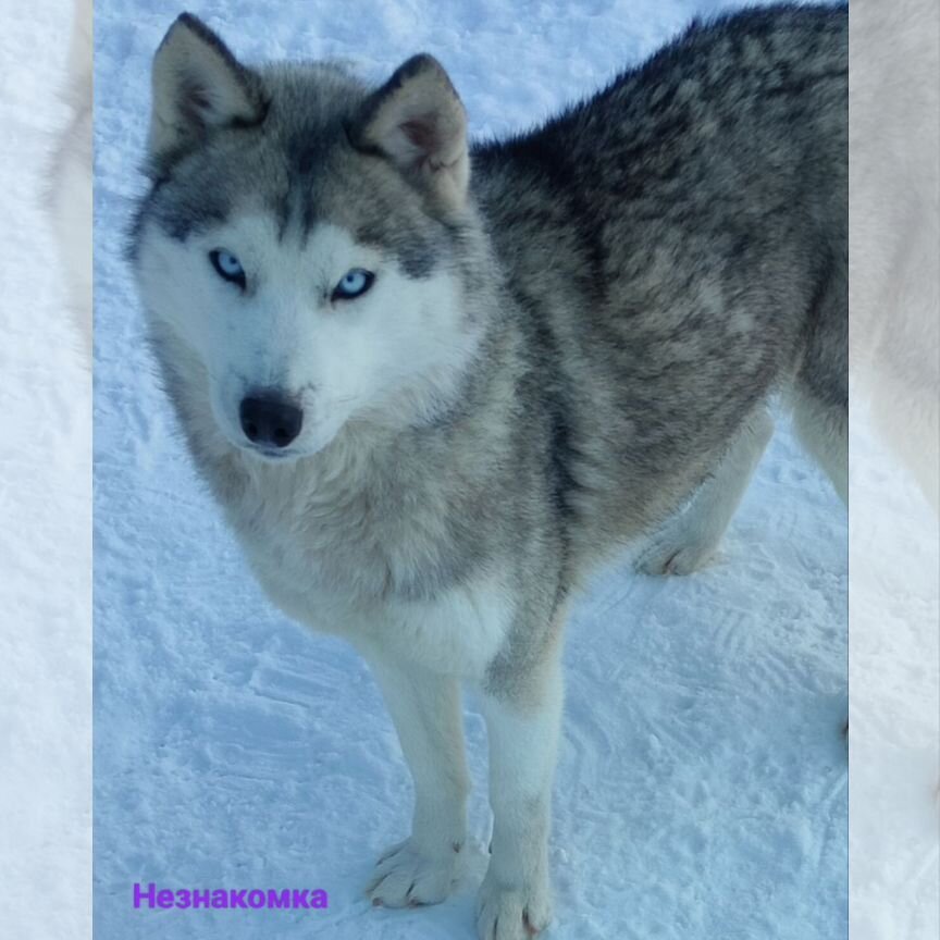 Аляскинский хаски, взрослая собака