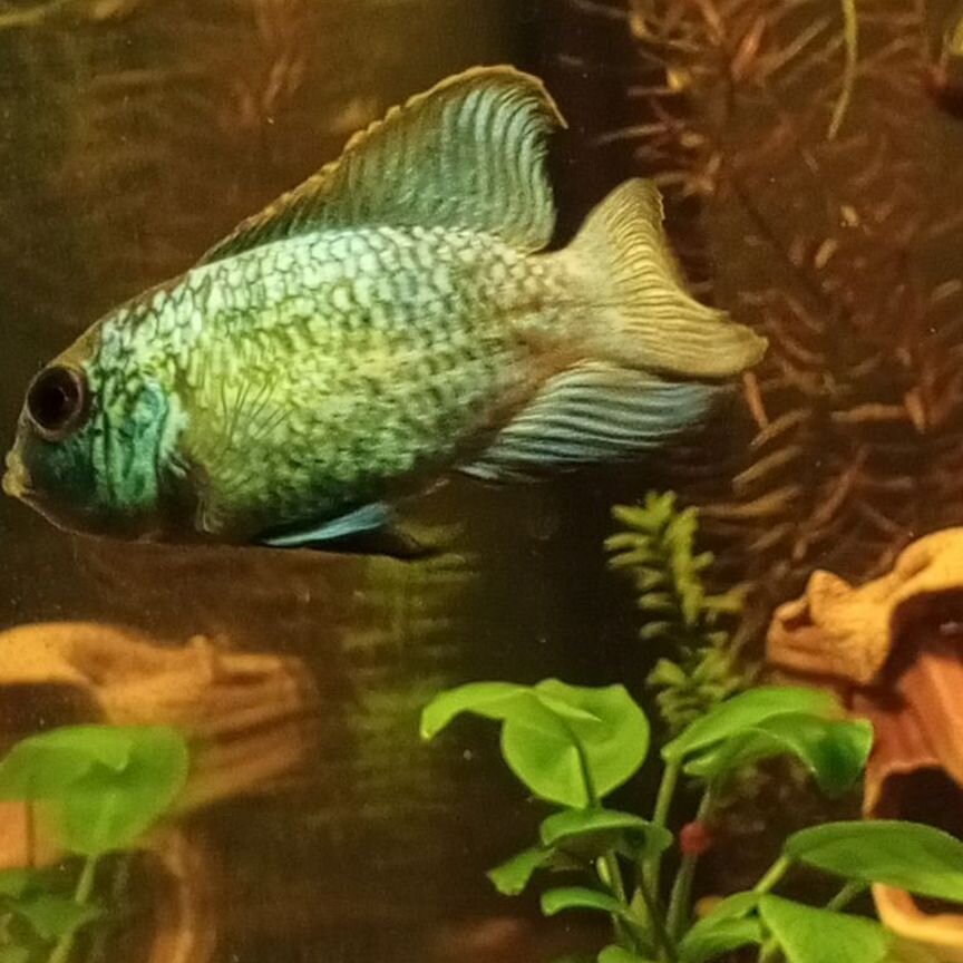 Нанакара неоновая