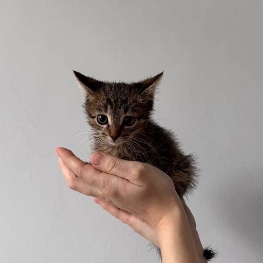 Котенок 2 месяца в добрые руки