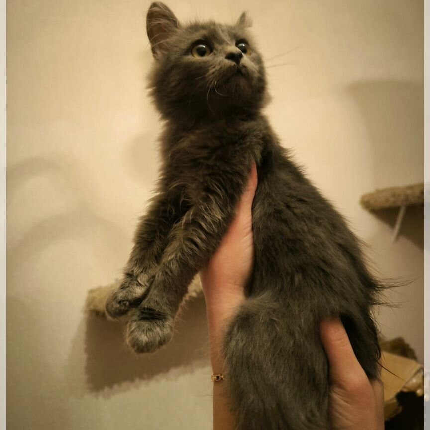 Котенок в добрые руки бесплатно мальчик